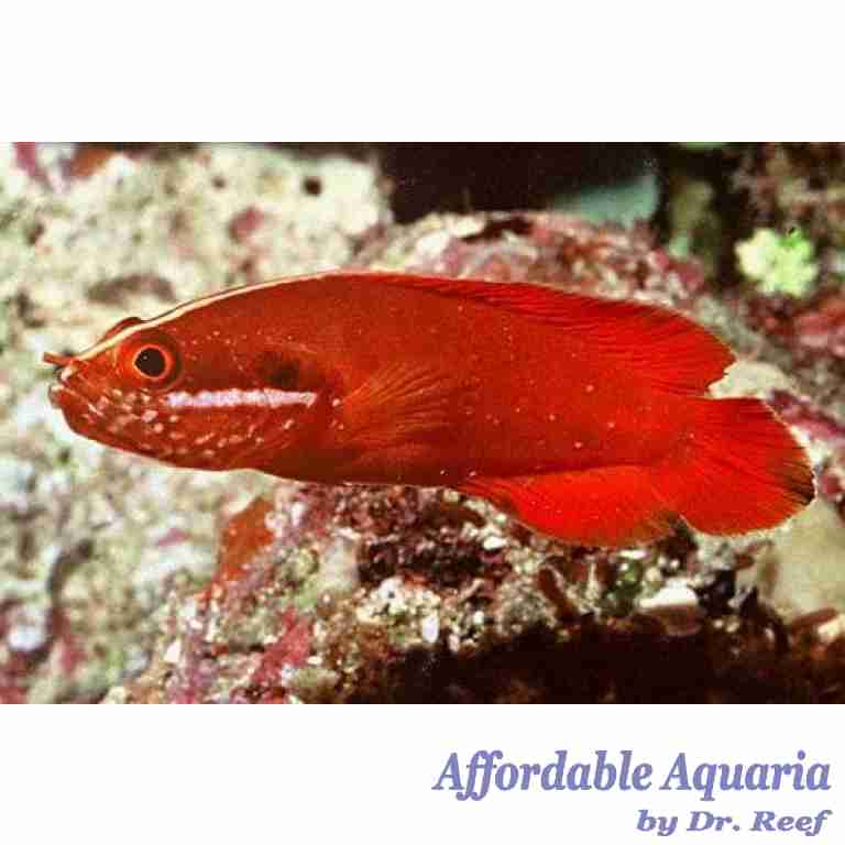 Red Soapfish | Affordable Aquaria