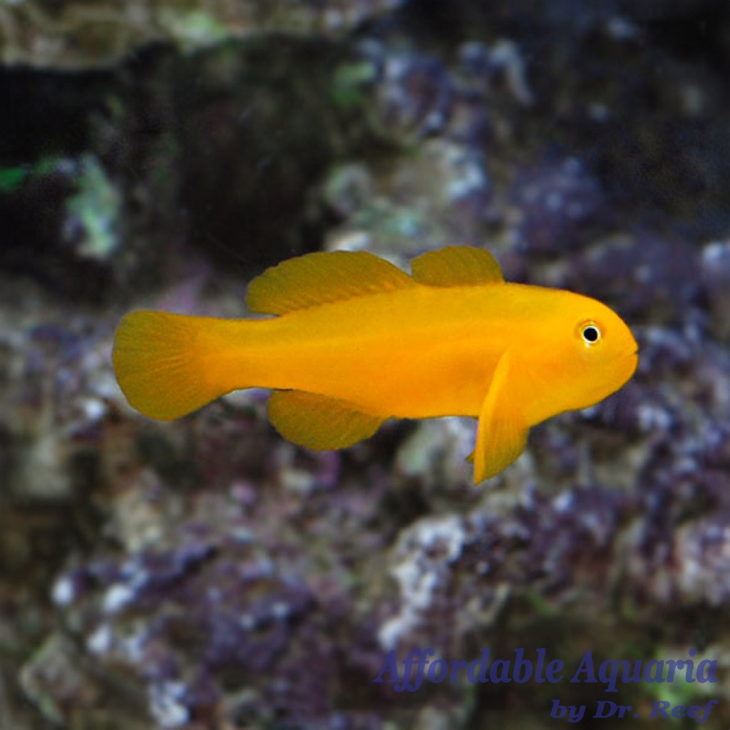 Yellow Clown Goby | Affordable Aquaria