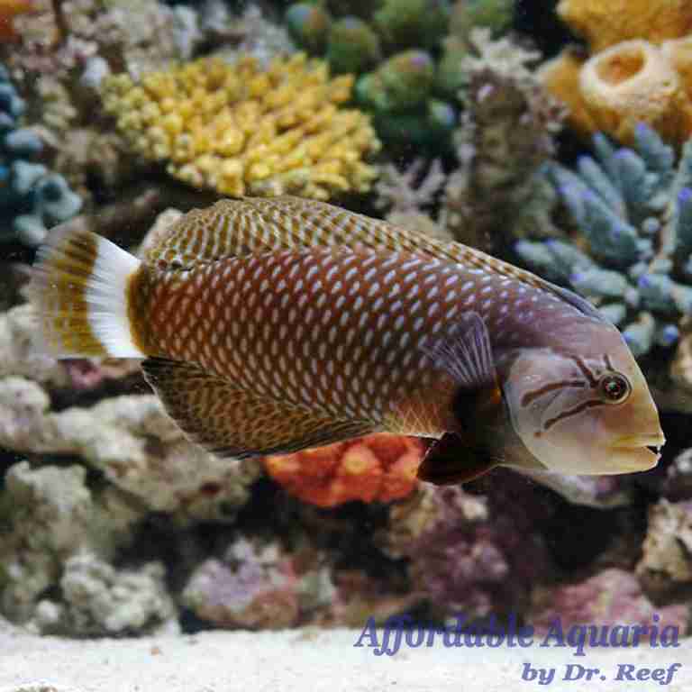 Wrasse - Fish-Only Tanks | Affordable Aquaria