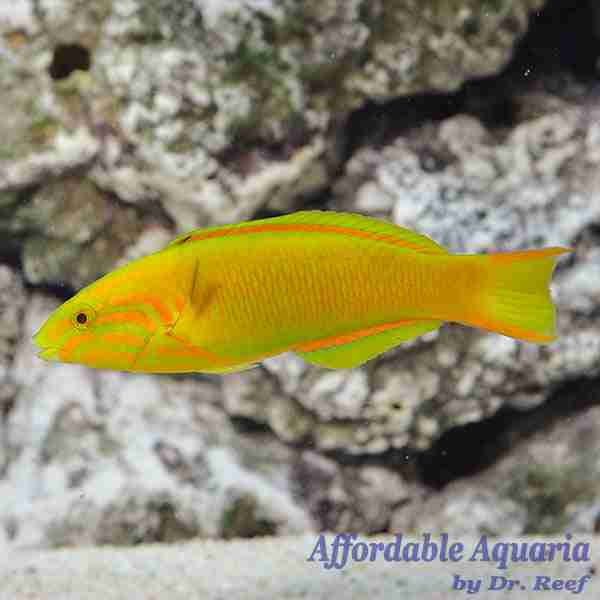Banana Wrasse (Male) | Affordable Aquaria