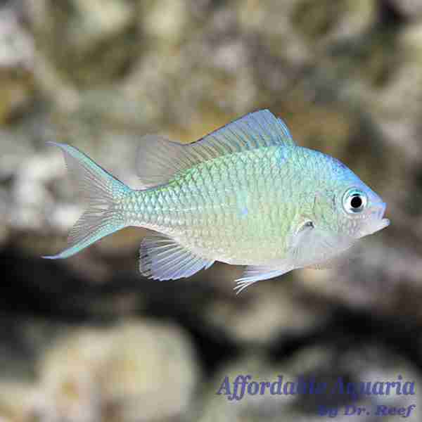 Chromis | Affordable Aquaria