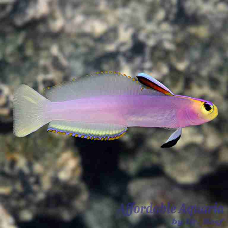 Firefish Helfrichi | Affordable Aquaria