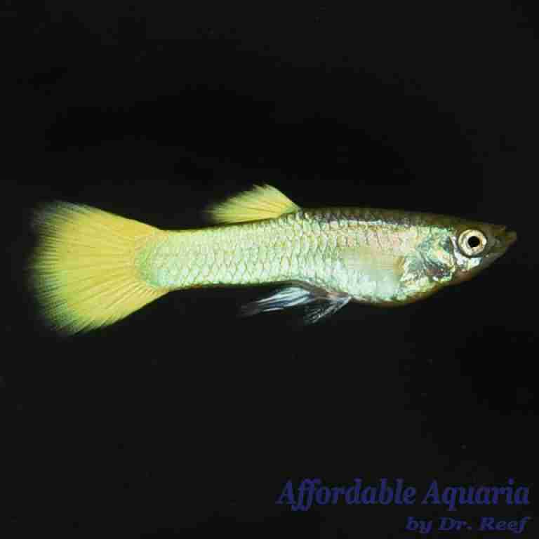 German Yellow Guppy Group, Male (Poecilia reticulata) | Affordable Aquaria