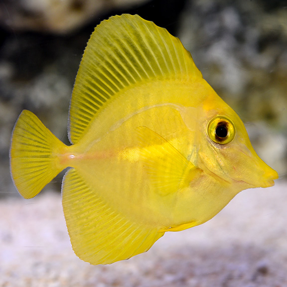 Biota Captive-Bred Yellow Tang (Zebrasoma flavescens) | Affordable Aquaria
